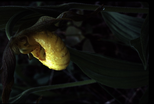 Yellow-Lady-Slipper.psd